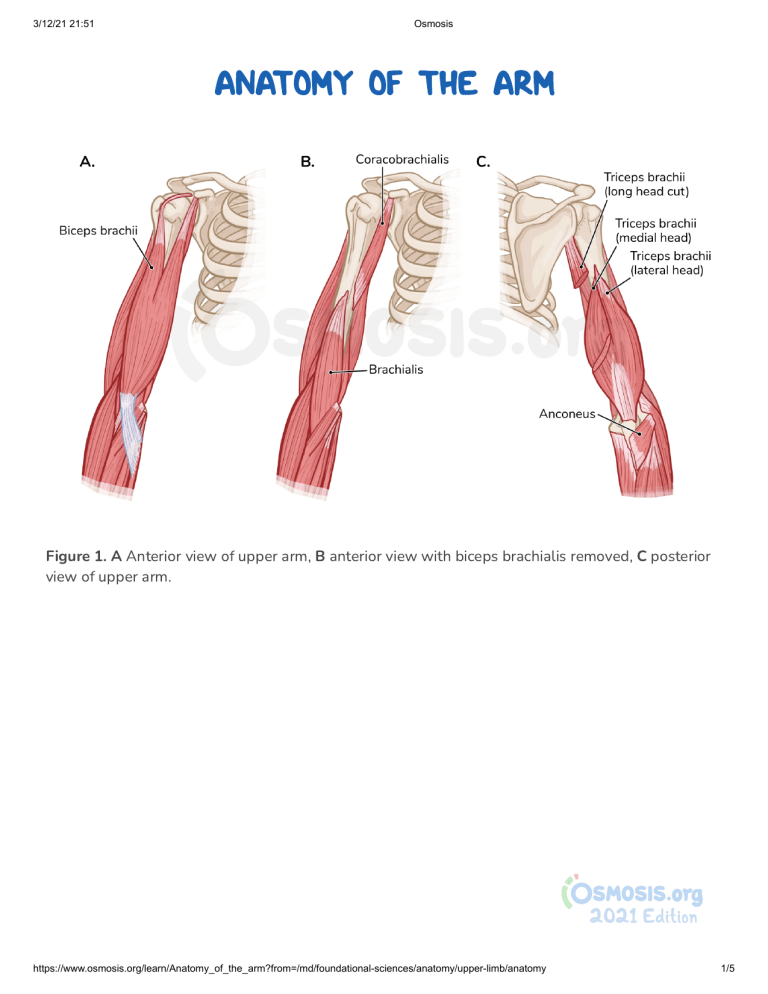 Anatomy of the Arm: Muscles, Nerves, and Actions