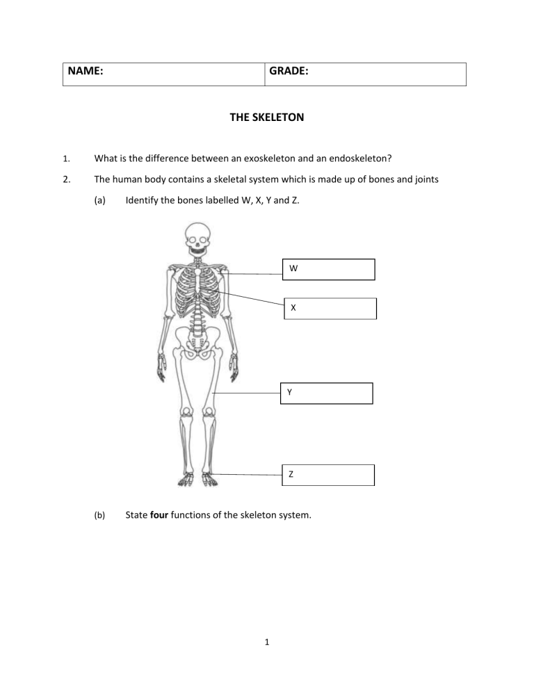 Human Skeleton Worksheet: Bones, Joints, and Functions