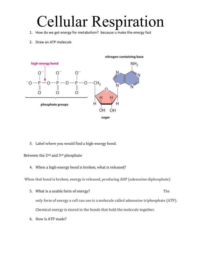 General cell respiration pogil substitute GK