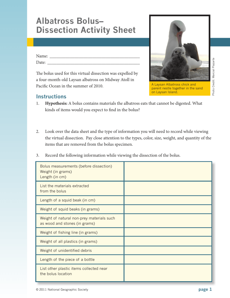 Albatross Bolus Dissection Activity Sheet