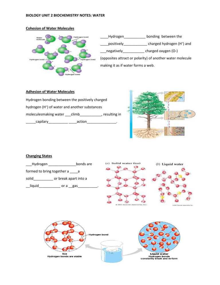 Biochemistry: Water Properties - Biology Notes