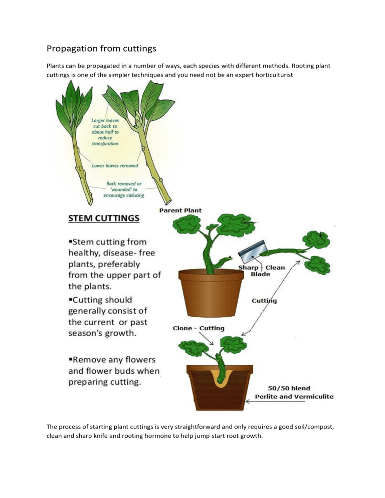 Plant Propagation: Rooting Cuttings Guide
