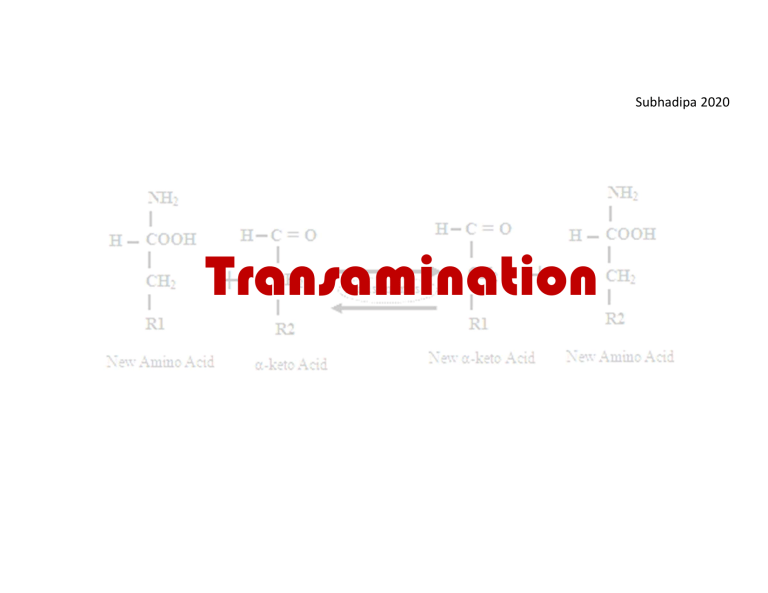Transamination: Amino Acid Metabolism Explained
