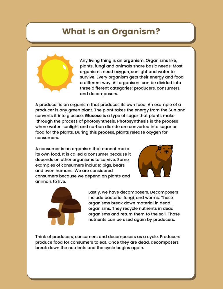 Organisms: Producers, Consumers, Decomposers Worksheet