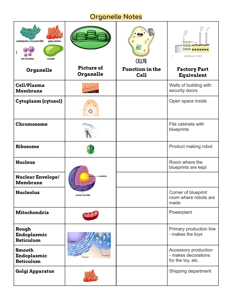 Cell Organelle Notes: Functions & Factory Analogy