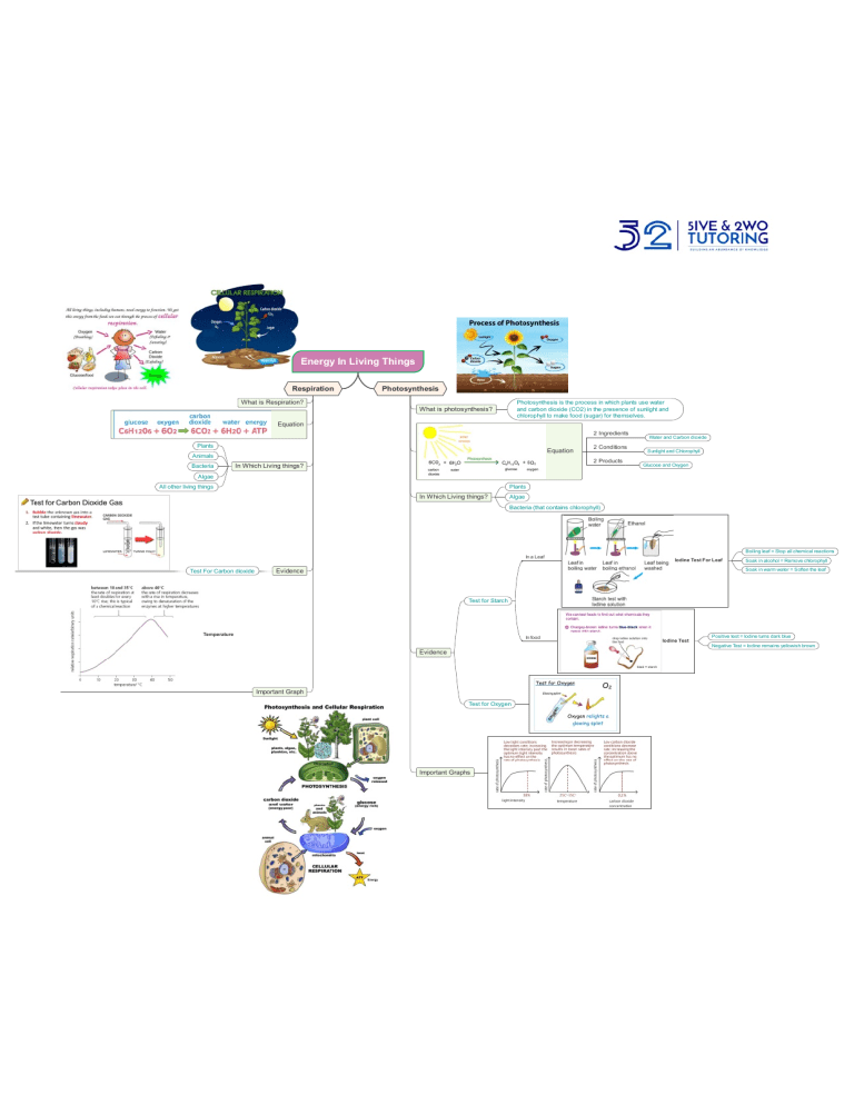 Respiration & Photosynthesis Mind Map