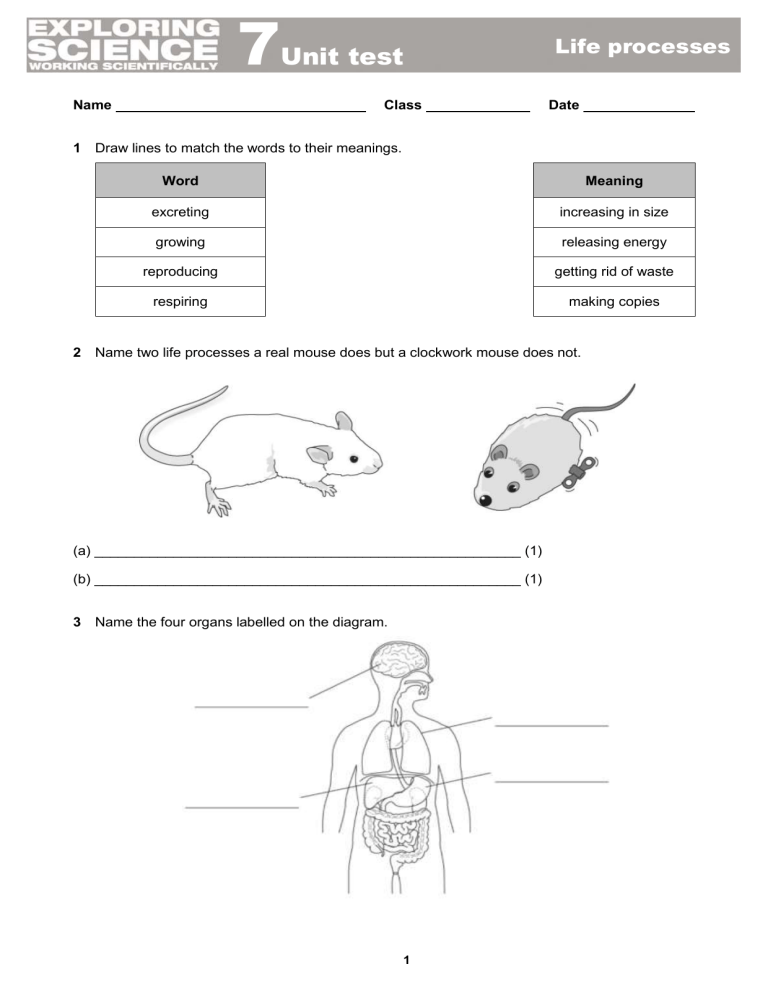 Life Processes Unit Test: Middle School Biology