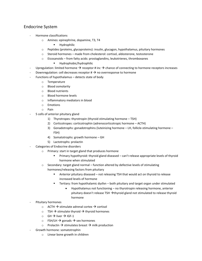 Endocrine System Lecture Notes