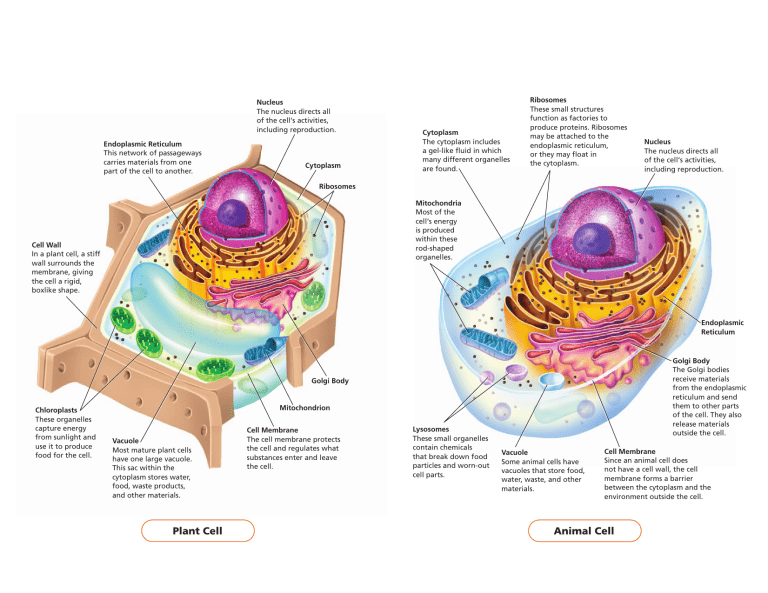 Plant and Animal Cell Structure Diagram
