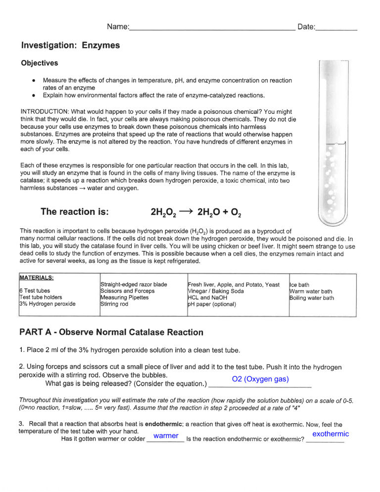 Enzyme Activity Lab: Catalase, Temperature & pH Effects