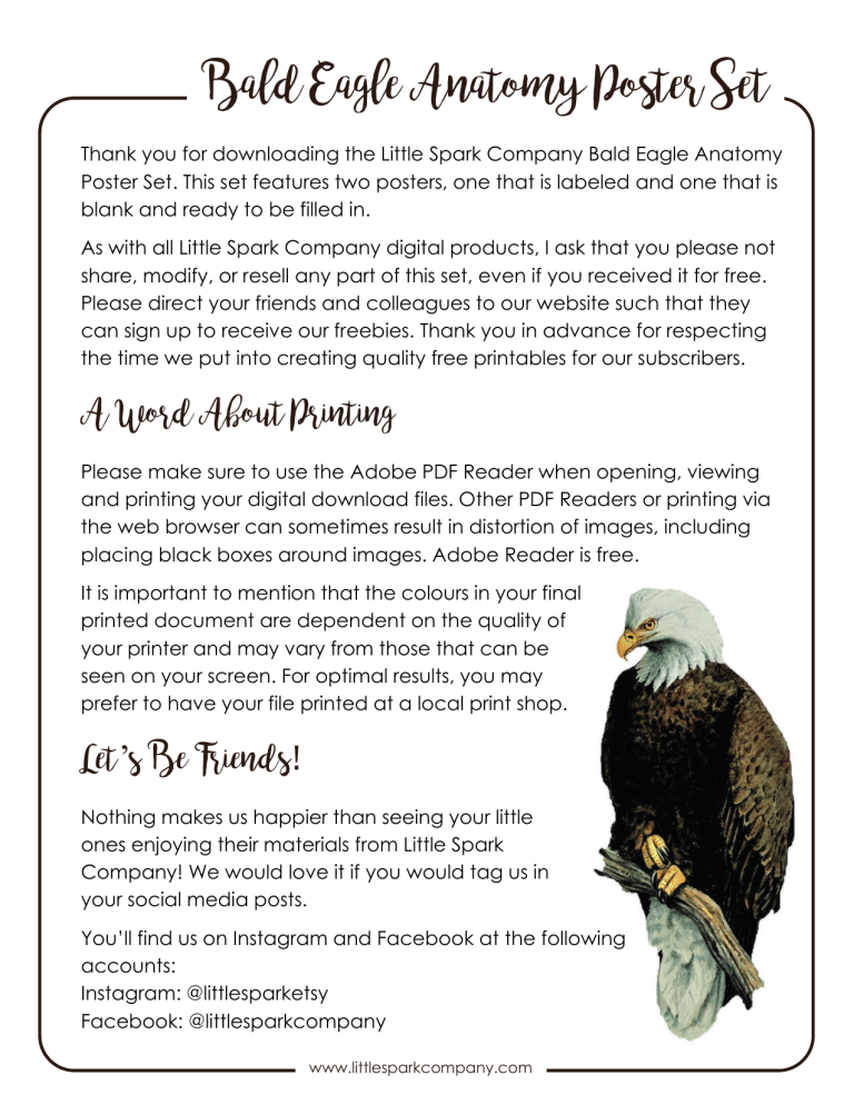 Bald Eagle Anatomy Poster Set - Educational Resource