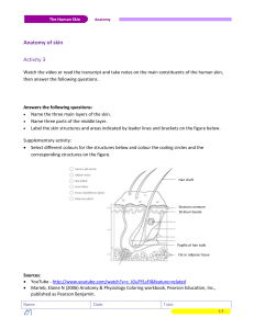 Integumentary System: Skin Structure Worksheet