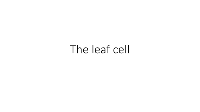 Leaf Cell Types and Functions
