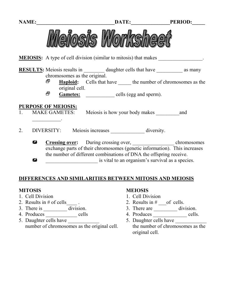 Meiosis Worksheet: Cell Division & Genetic Diversity