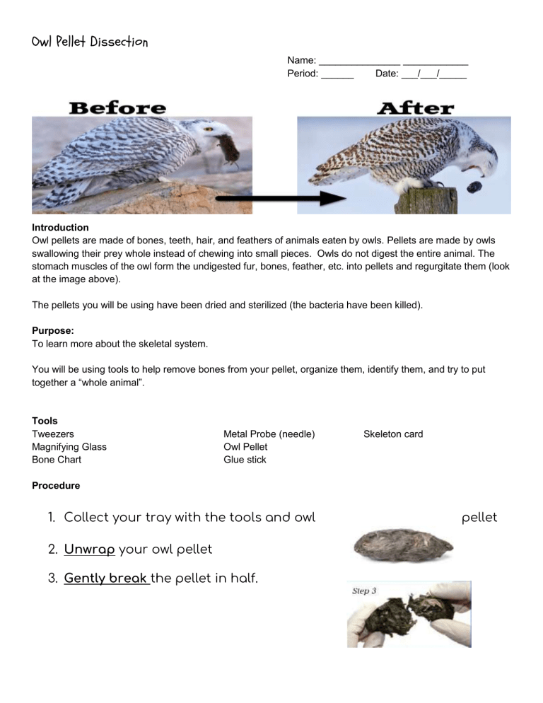 Owl Pellet Dissection Worksheet: Skeletal System Study