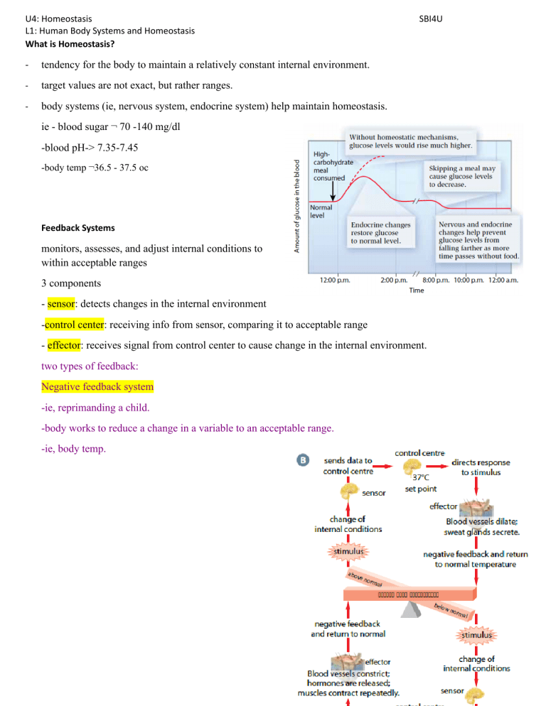 Homeostasis: Human Body Systems & Feedback Loops