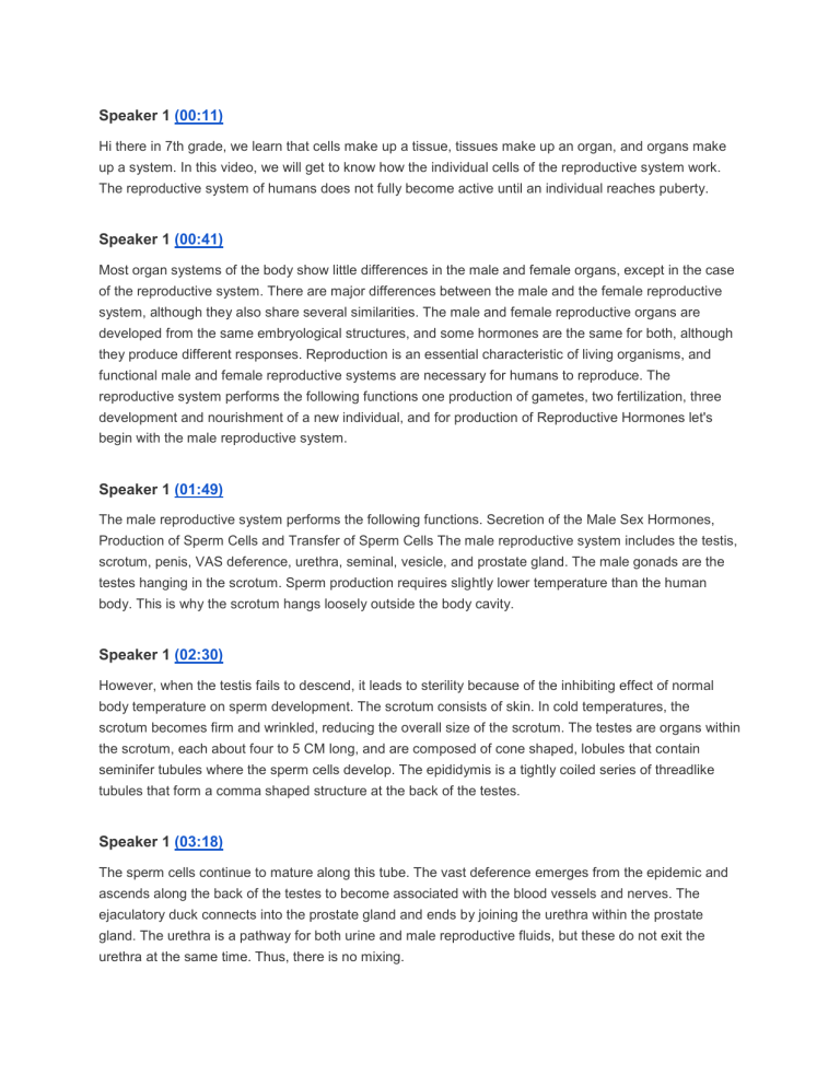 Human Reproductive System Explained