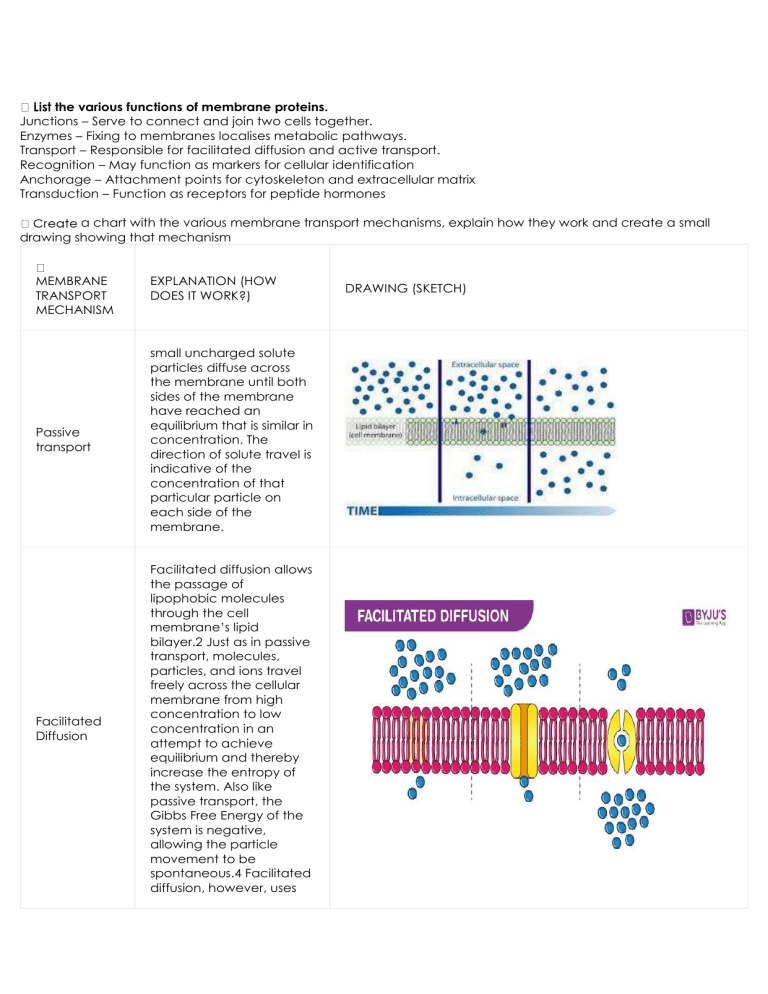 Membrane Transport Mechanisms: Chart & Explanation