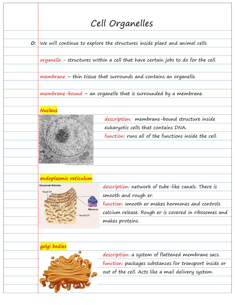 Cell Organelles Worksheet: Structure & Function