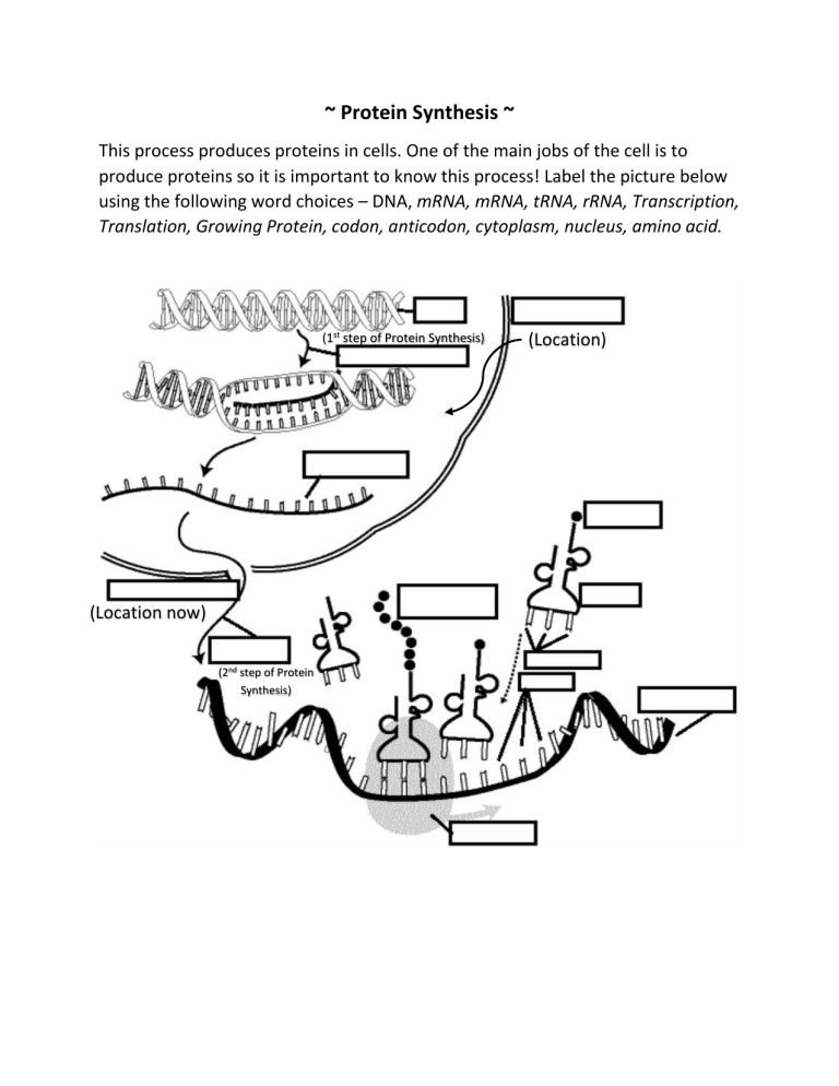 Protein Synthesis Worksheet: Transcription & Translation