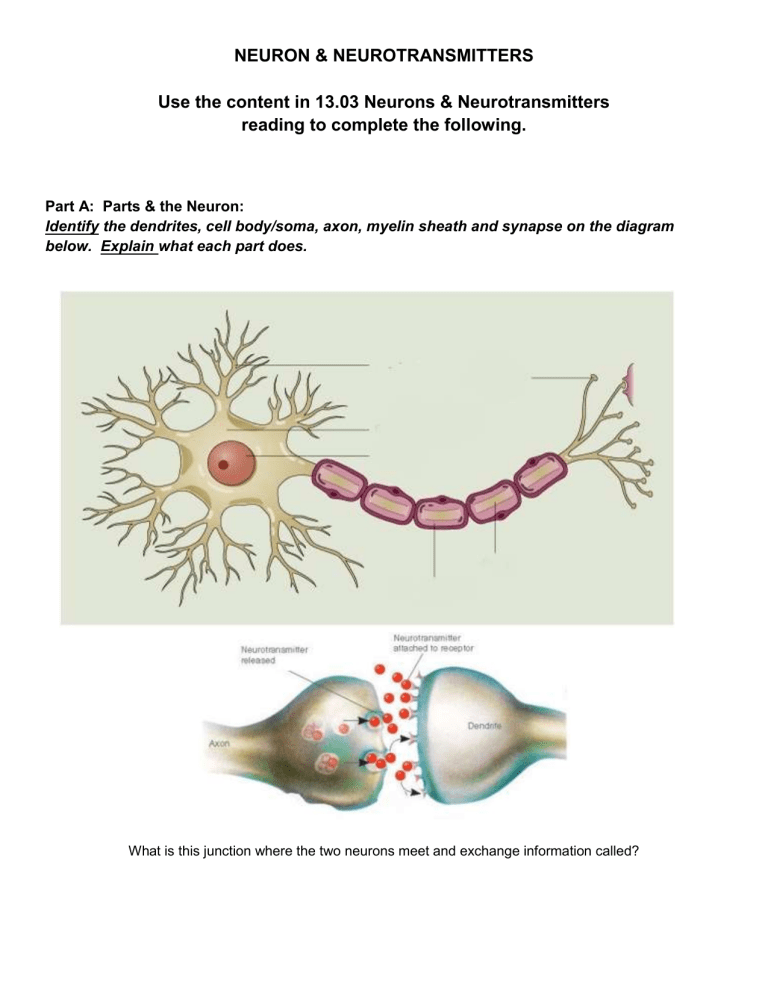 Neuron Structure & Neurotransmitters Worksheet