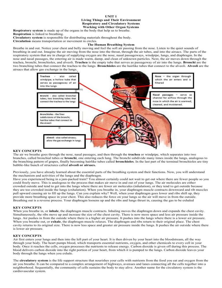 Respiratory & Circulatory Systems: Textbook Excerpt