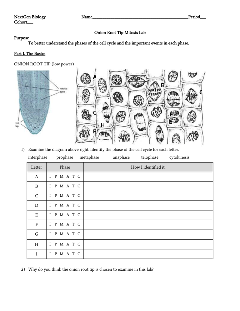 Onion Root Tip Mitosis Lab: Cell Cycle Worksheet