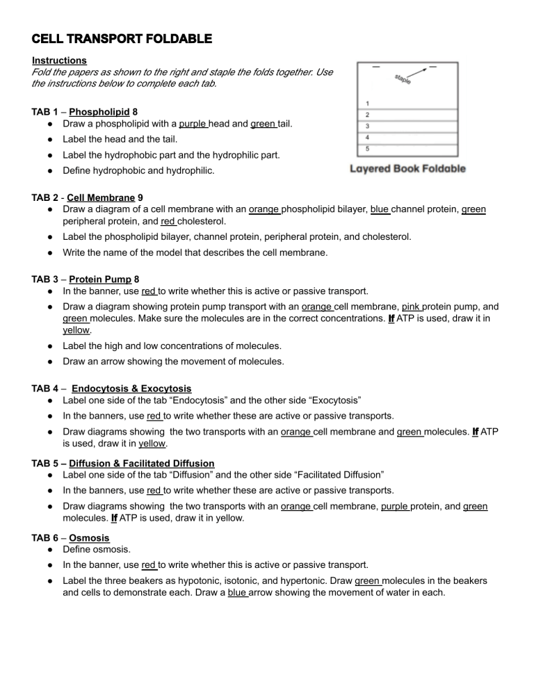 Cell Transport Foldable