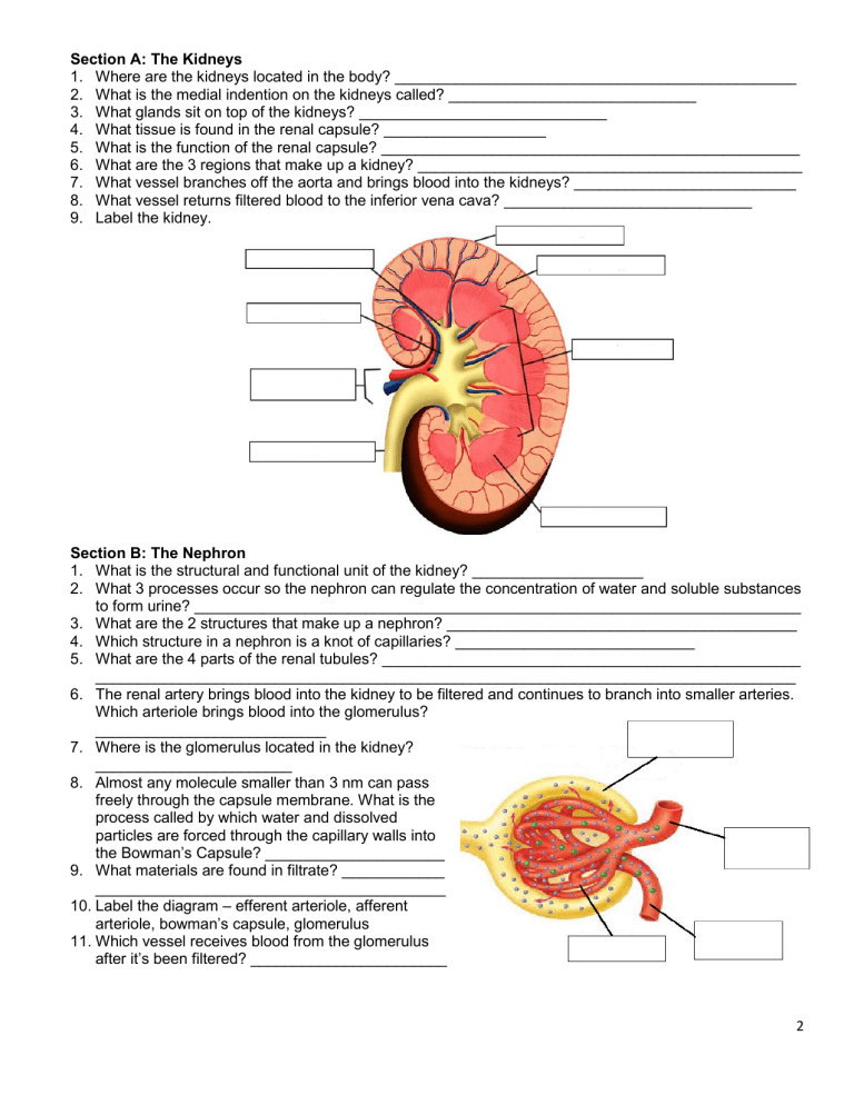Kidney & Nephron Anatomy Worksheet - High School Biology