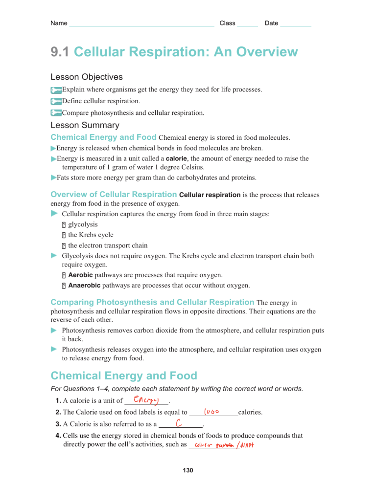 Cellular Respiration Worksheet: An Overview