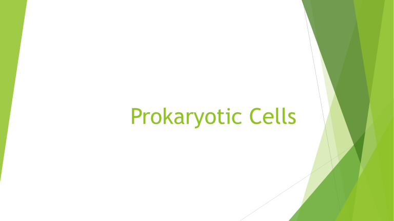 Prokaryotic Cells: Structure, Reproduction, and Characteristics