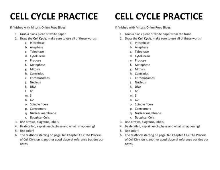 Cell Cycle Practice Worksheet: Mitosis & Cell Division