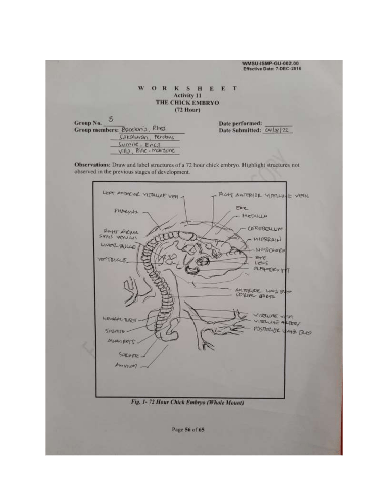 Chick Embryo Development: 72-Hour Worksheet