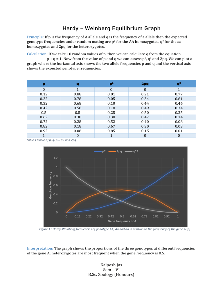 Hardy-Weinberg Equilibrium: Genotype Frequencies