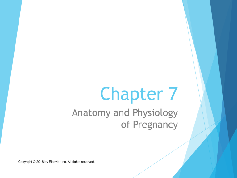 Anatomy and Physiology of Pregnancy Presentation