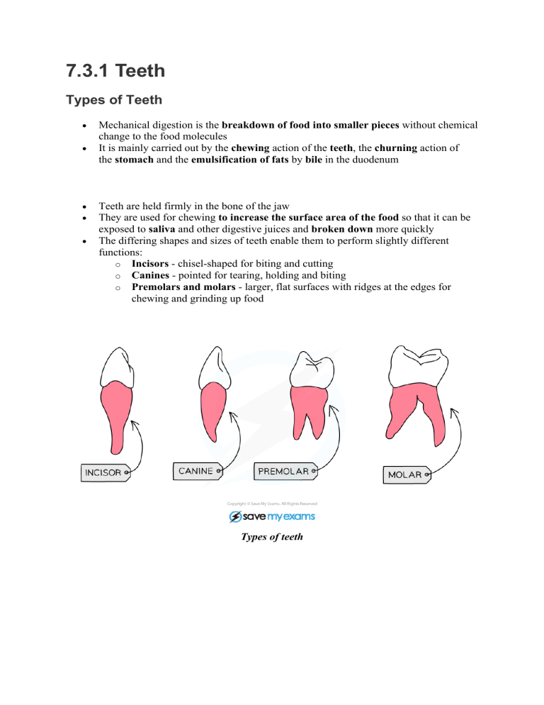 Save My Exams Summary RevisionNotes AlimentaryCanal