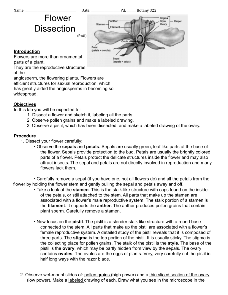 Copy Of Flower Dissection Lab 1 Copy Of Flower Dissection Lab 1
