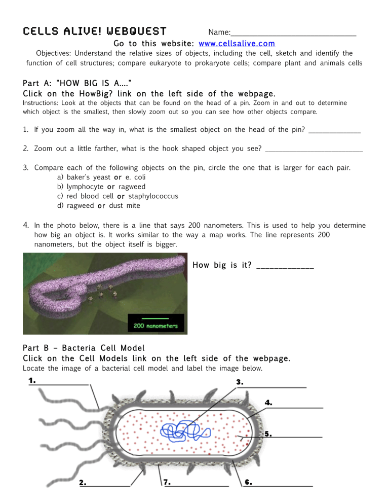 Cells Alive! Webquest: Cell Biology Worksheet