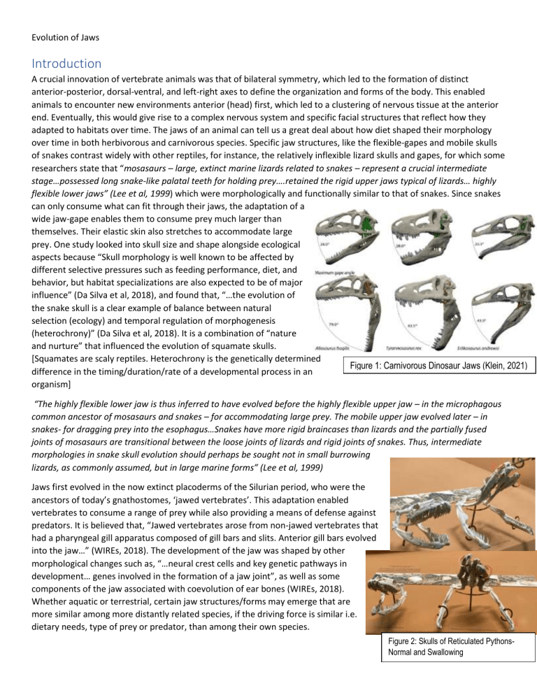Evolution of Jaws -Sharon Li