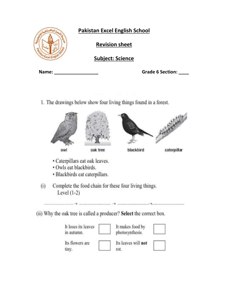 Grade 6 Science Revision: Food Chains, Forces, Electricity