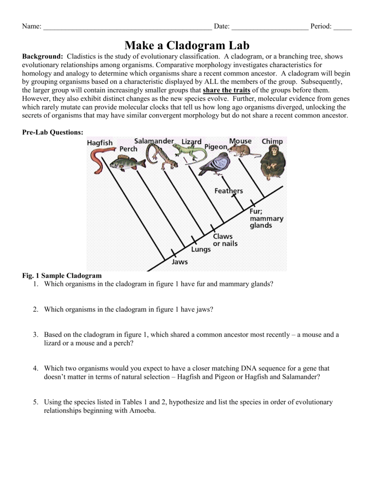 Cladogram Lab Cladogram Lab
