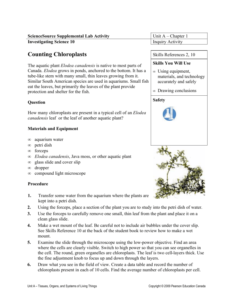Counting Chloroplasts Lab Activity