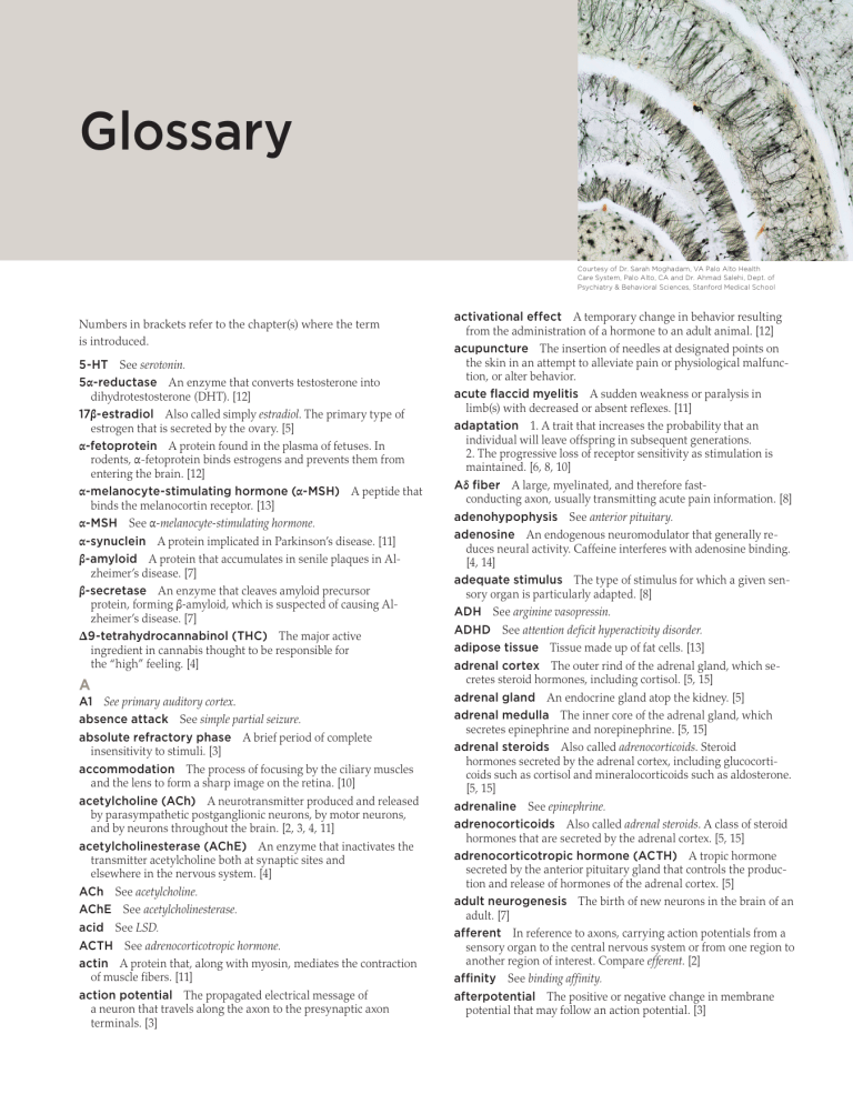 Neuroscience Glossary: Key Terms & Definitions