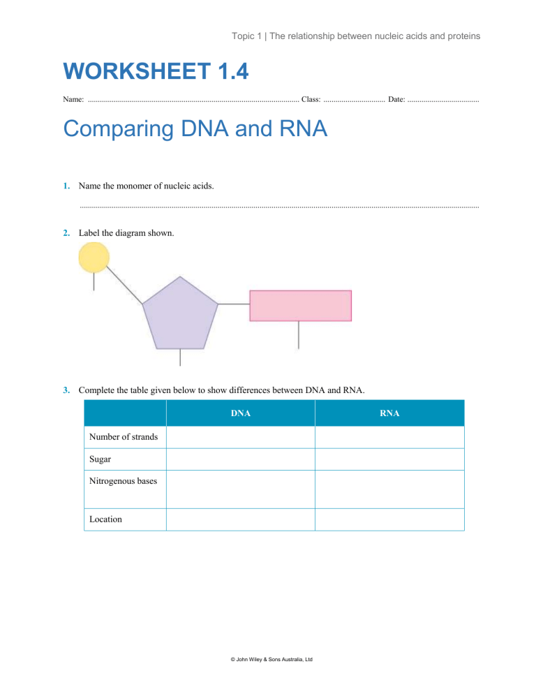 DNA vs RNA Worksheet: Nucleic Acids & Proteins