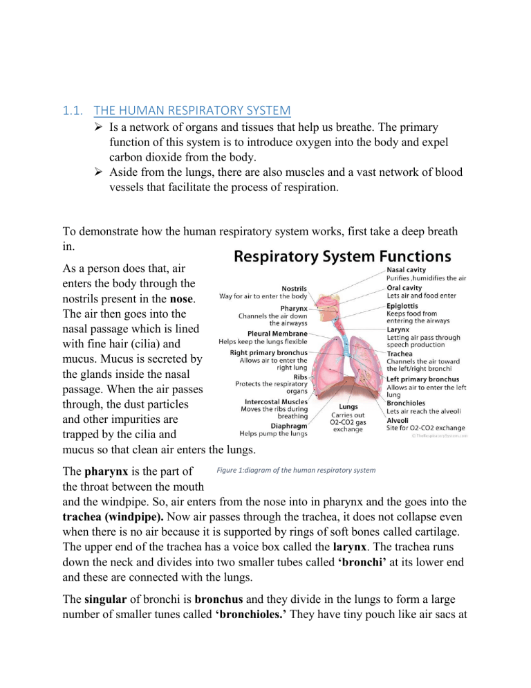 Human Respiratory System: Anatomy & Function