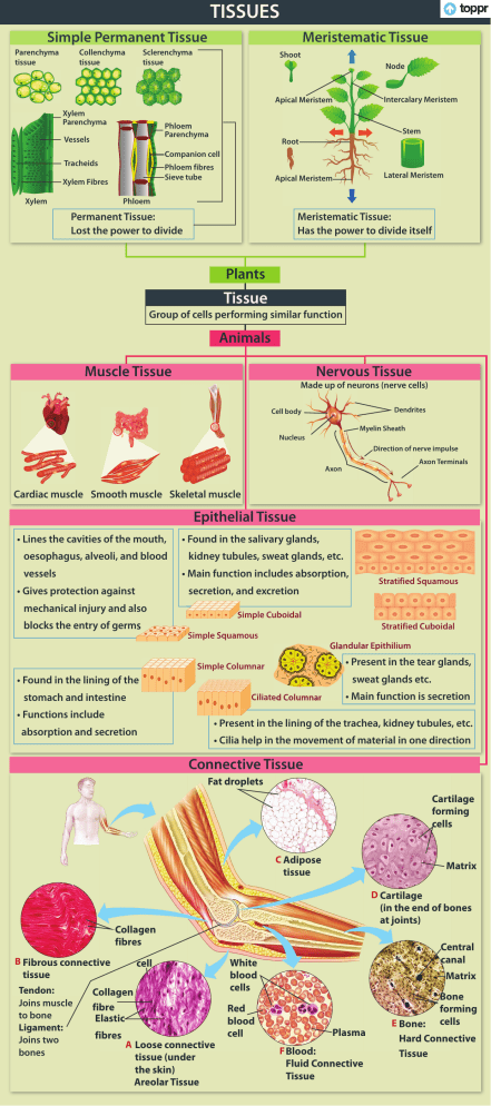 Plant & Animal Tissues Diagram