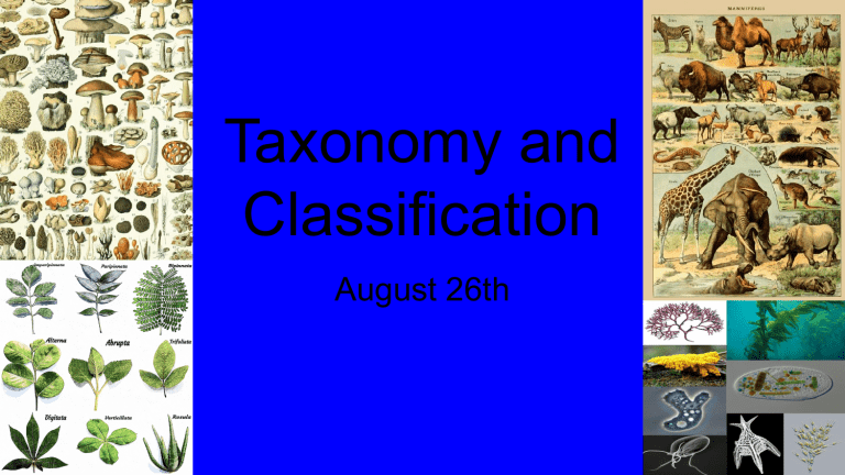 Taxonomy and Classification Presentation