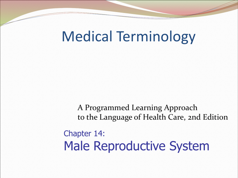 Male Reproductive System Medical Terminology