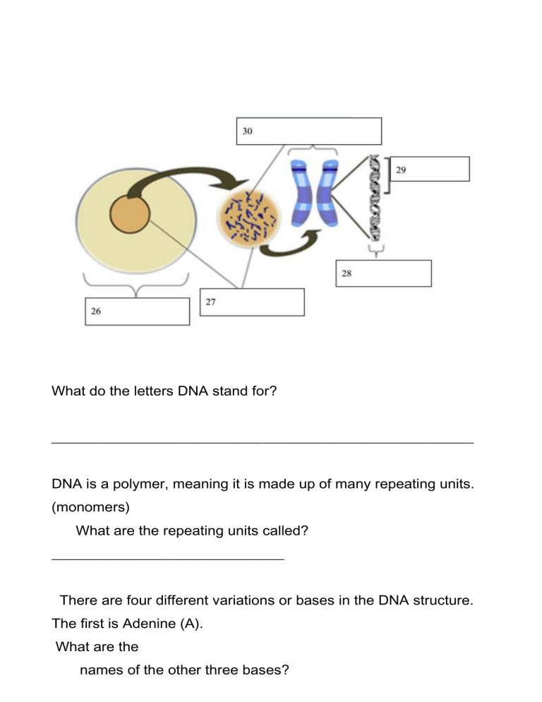 DNA Basics Worksheet: Structure and Bases