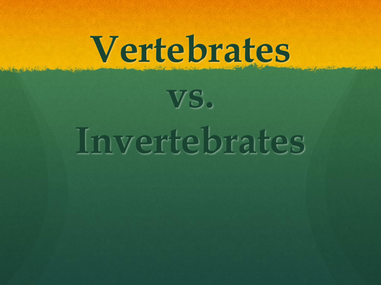 Vertebrates vs. Invertebrates: Animal Classification